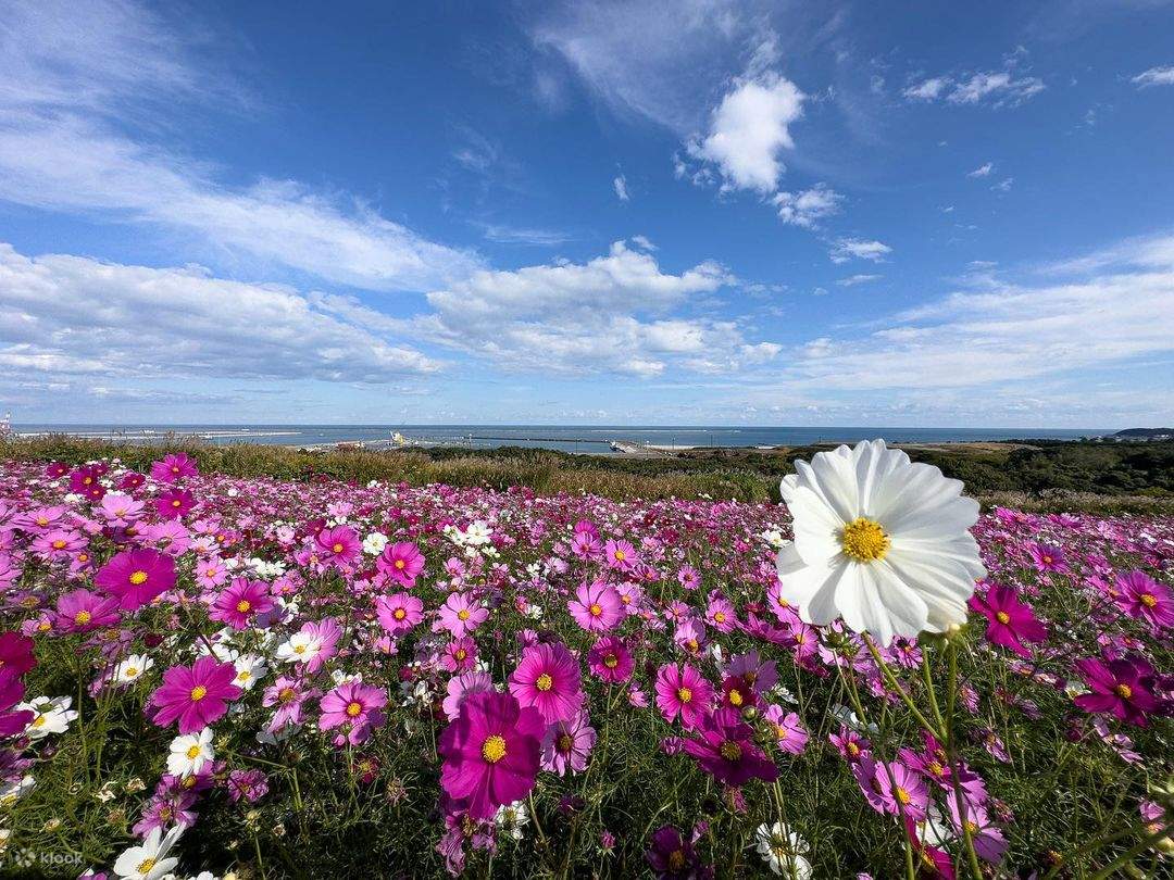 오아라이 이소마에 신사 And 나카미나토 수산 시장 And 히타치 해변 공원 꽃 바다 일일 투어 온라인 예약 클룩 Klook 한국